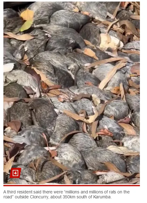 “Every Dead Rat On The Road Had Another Three Or Four Rats Eating It ...