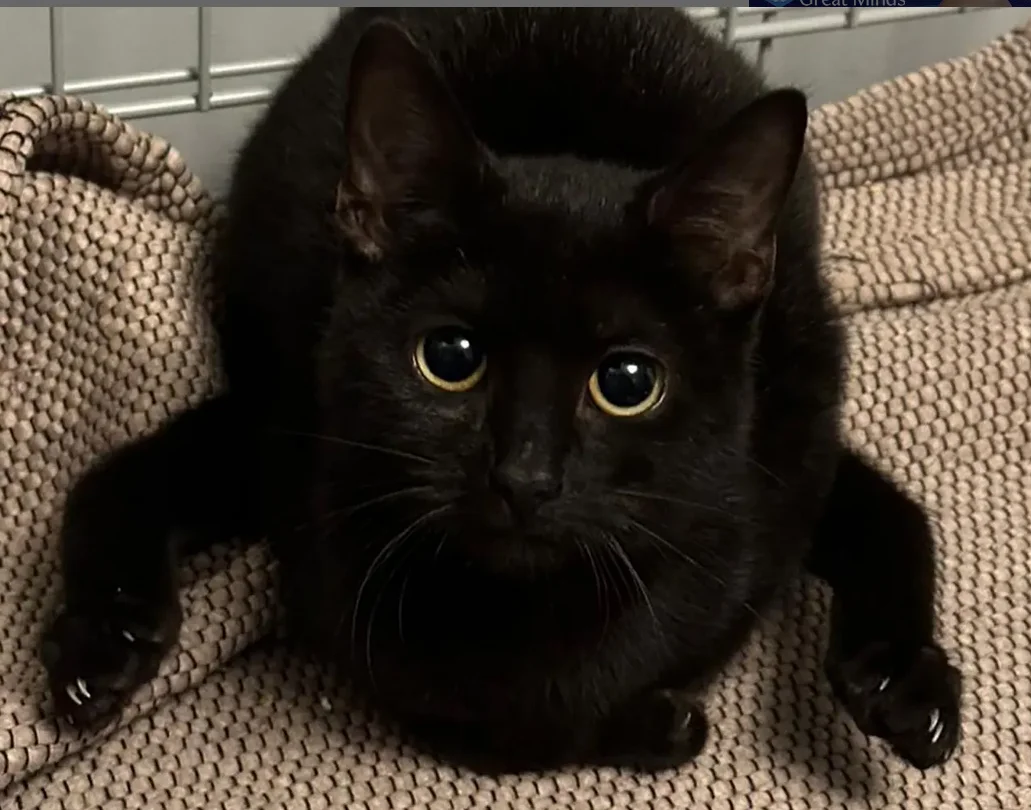 Those Eyes: UK animal rescue crowdsources for cat born without hips ...