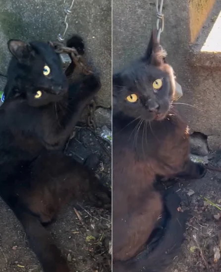 Cat Chained & Padlocked To Woman’s Porch | The Demon's Den