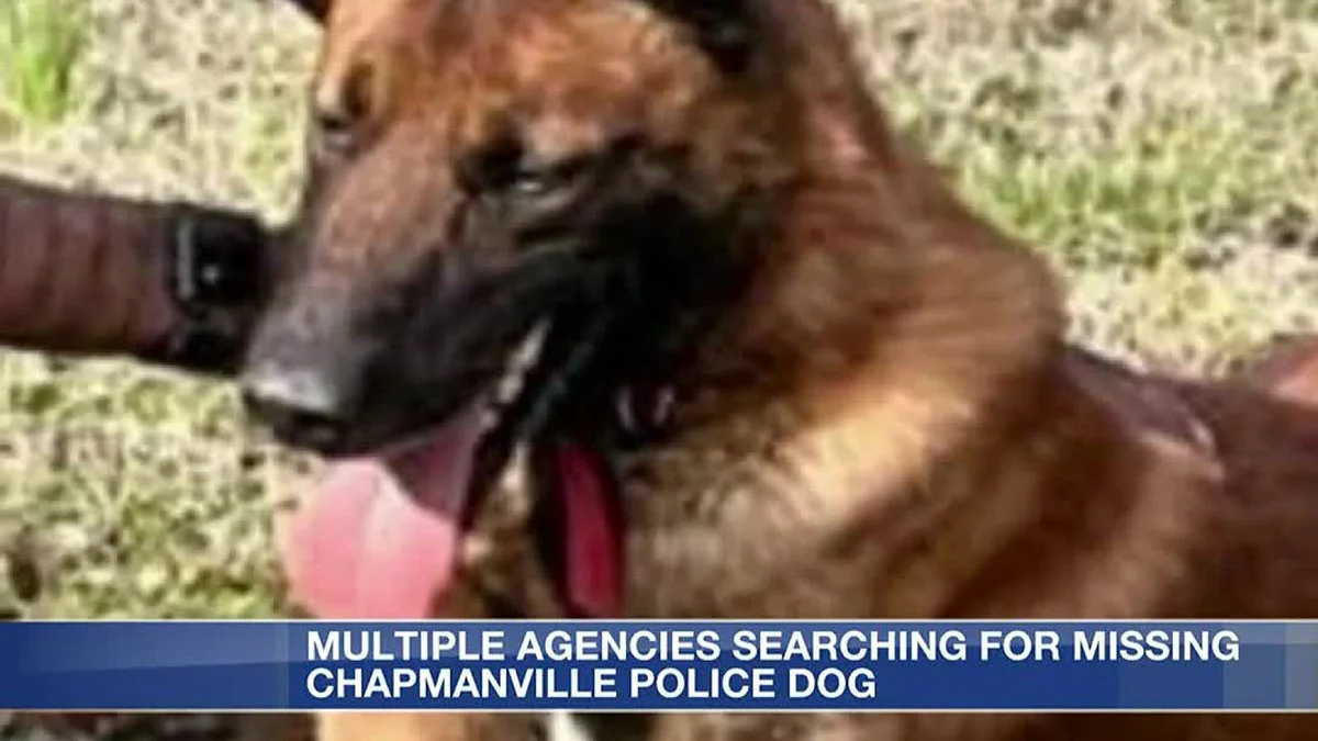 Police Officer Cannot Explain Where His K9 Partner Is - The Demon's Den